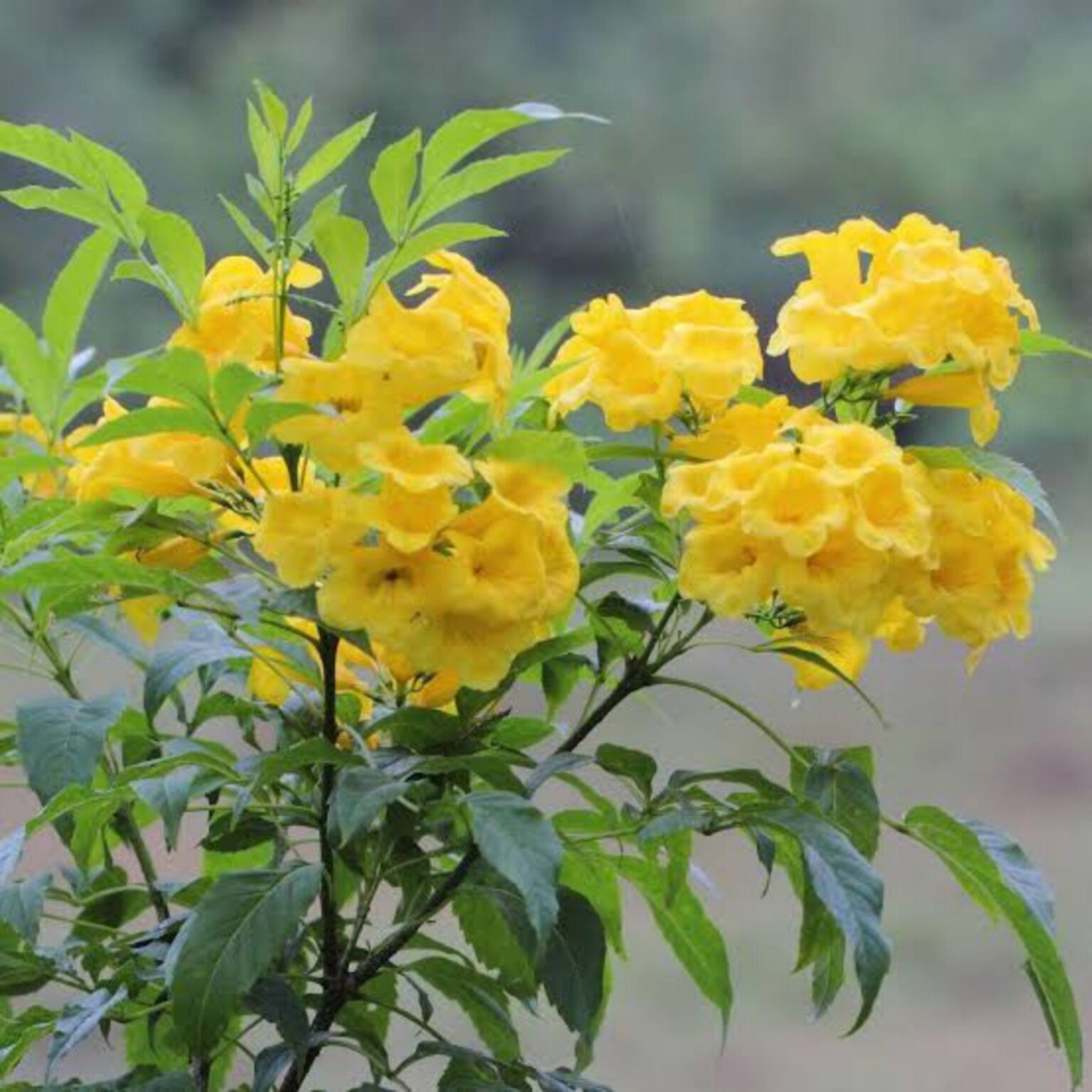 Exploring the Anti-Aging Potential of Tecoma stans Flower Extract ...