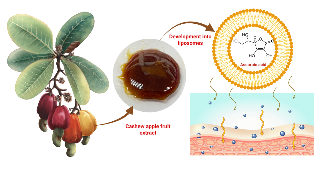 Enhancing the Anti-Aging and Wound Healing Potential of Cashew Apple ...